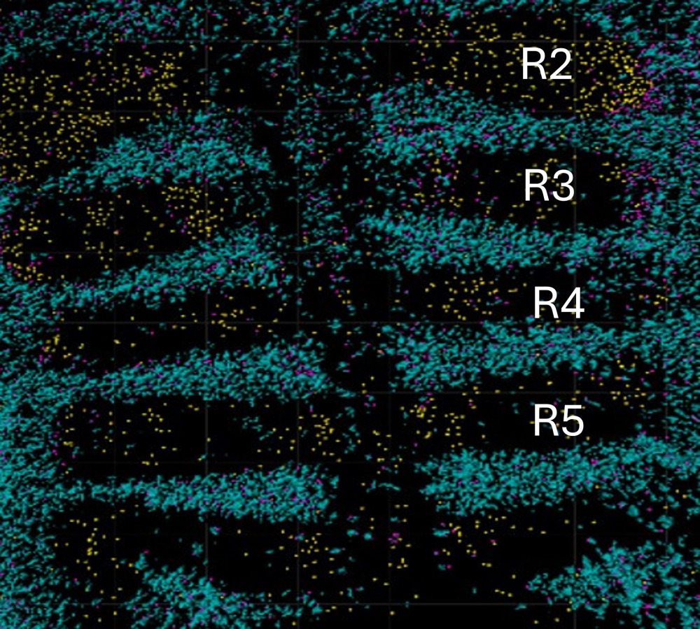 Main projects | Dalit Sela-Donenfeld's Lab